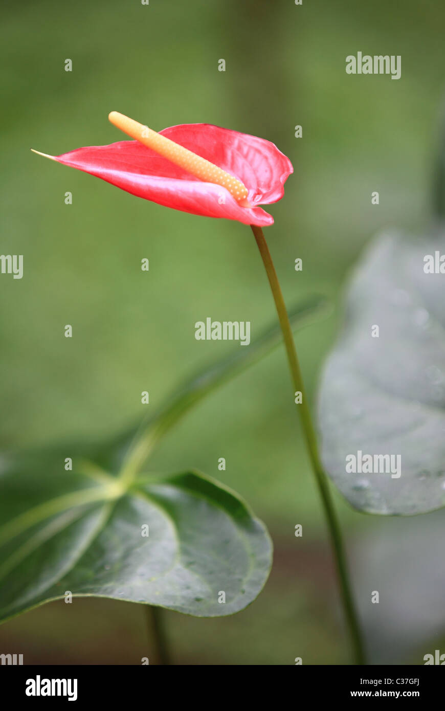 Anthurium flower in Sri Lanka Asia Stock Photo - Alamy