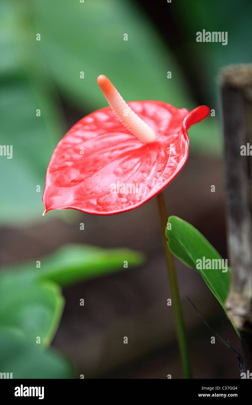 Anthurium flower in Sri Lanka Asia Stock Photo - Alamy