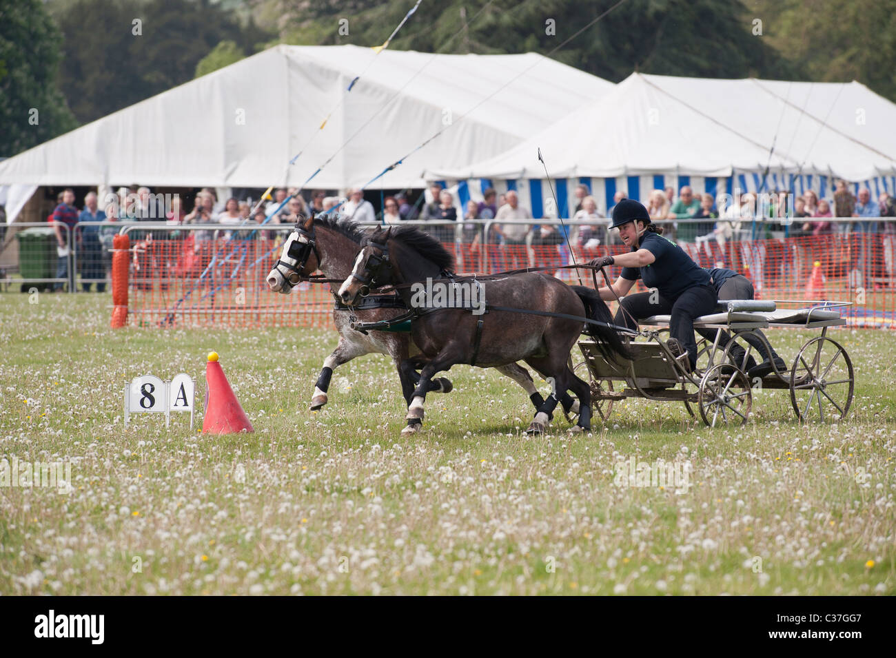 Equestrian carriage racing hi-res stock photography and images - Alamy