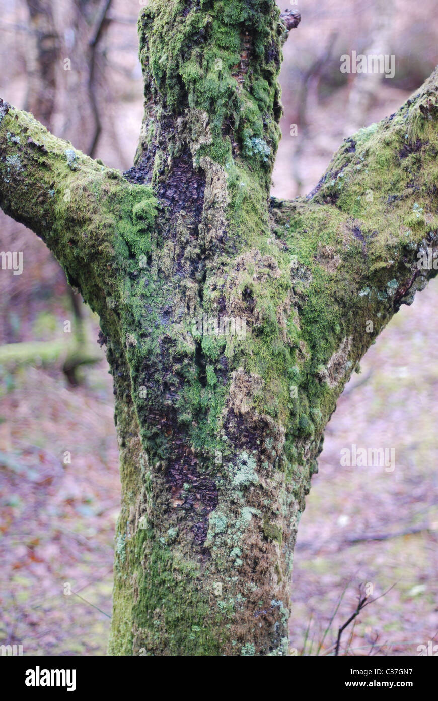 Mysterious figure, man hi-res stock photography and images - Alamy