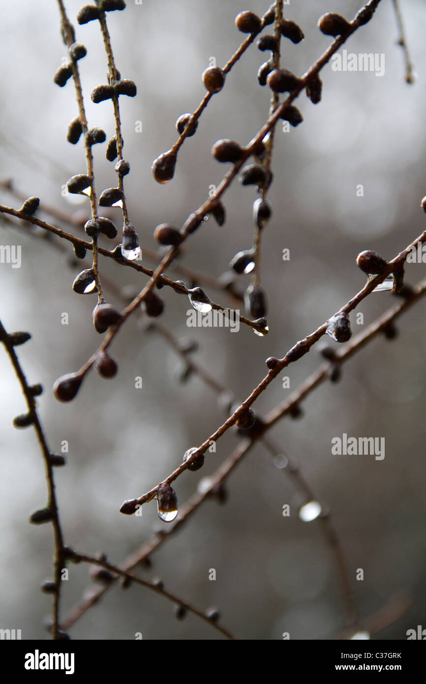 Larch twigs with water droplets Stock Photo - Alamy
