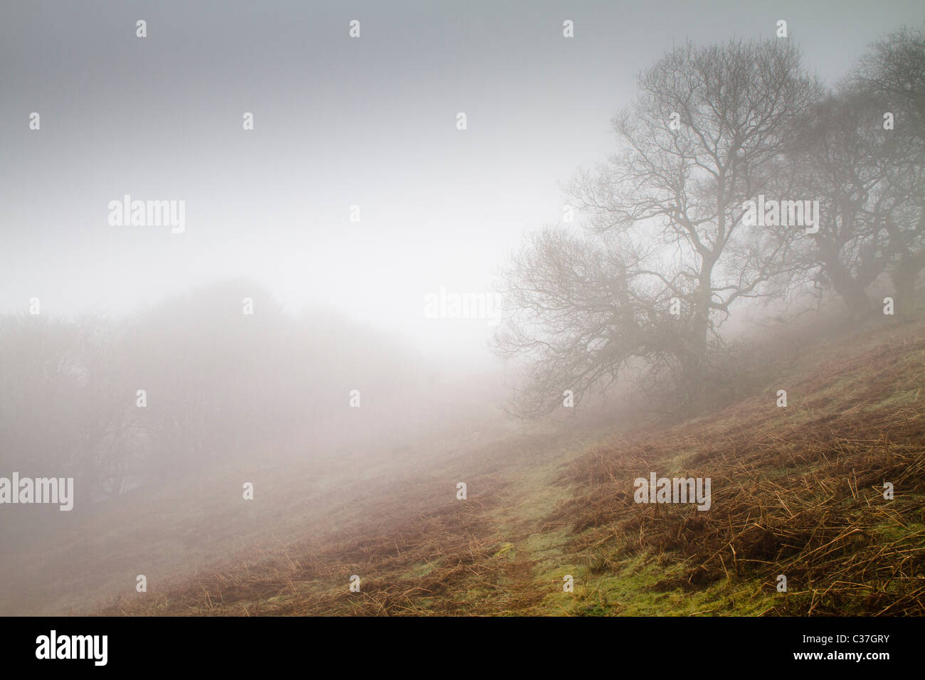 Misty day on a hill in Wales Stock Photo - Alamy