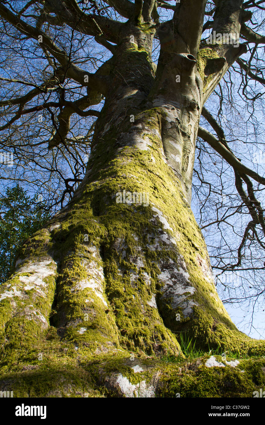 Haya beech hi-res stock photography and images - Alamy