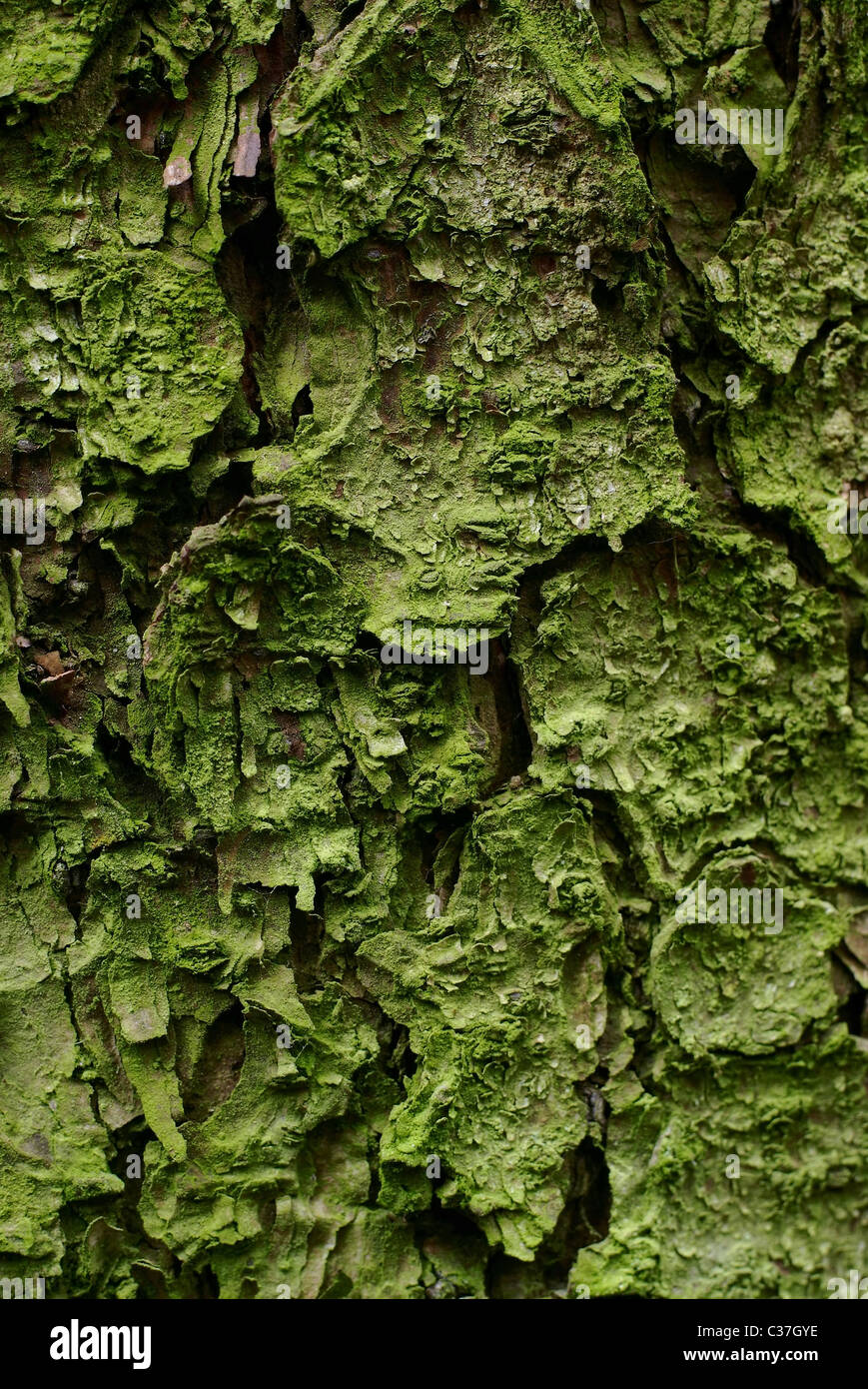 green bark background Stock Photo - Alamy