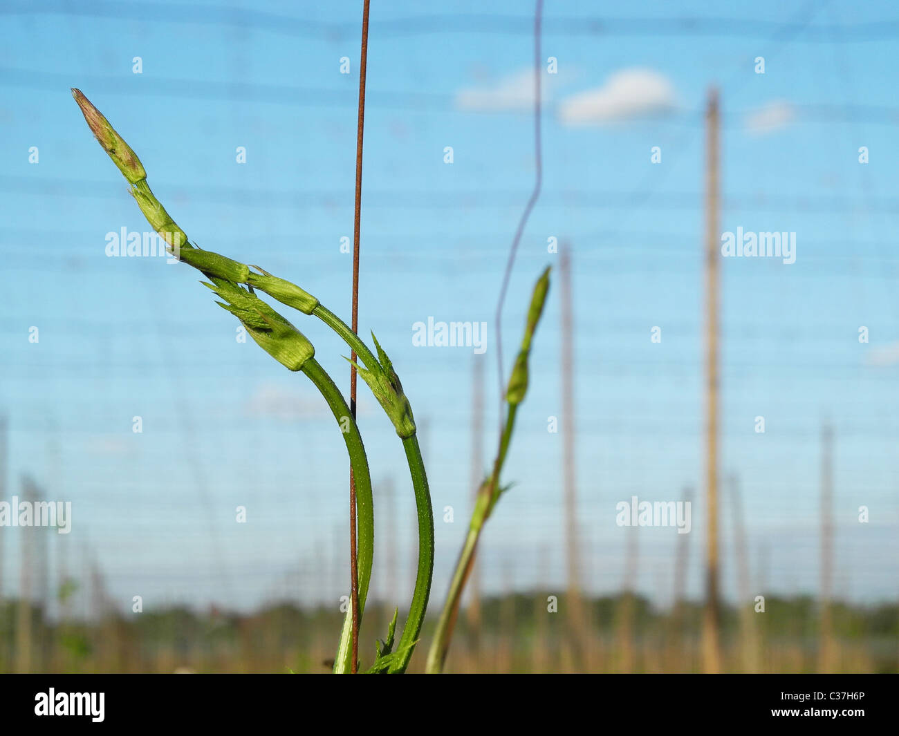 Hop seedlings hi-res stock photography and images - Alamy