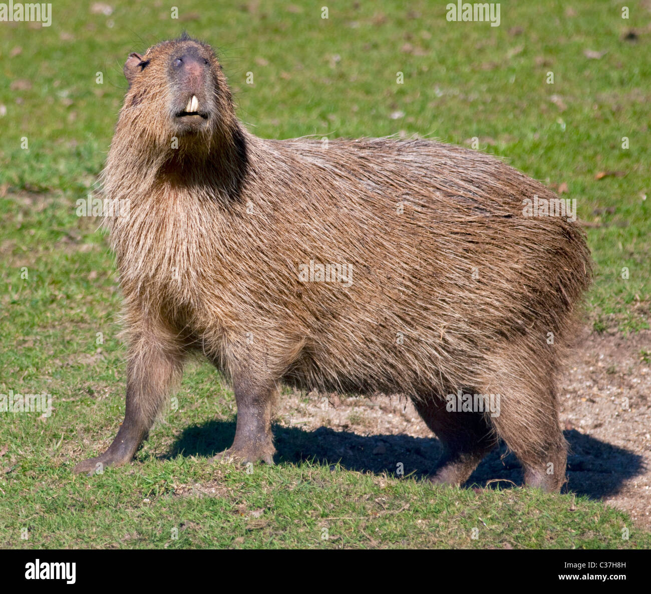 Capybara (hydrochoerus hydraochaeris Stock Photo - Alamy