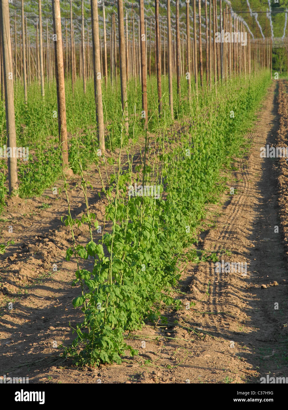 Hop seedlings hi-res stock photography and images - Alamy