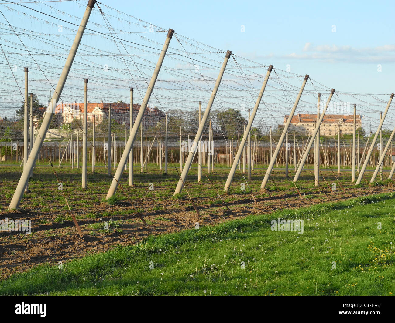 hop-field in may with manor Stekník Stock Photo - Alamy