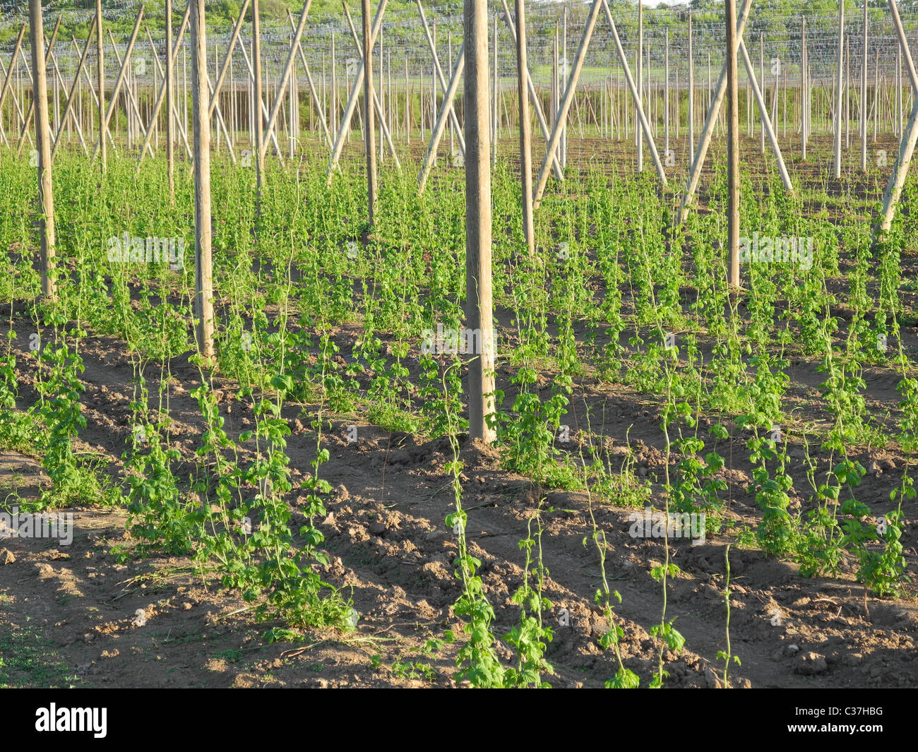 hop-field in may Stock Photo - Alamy