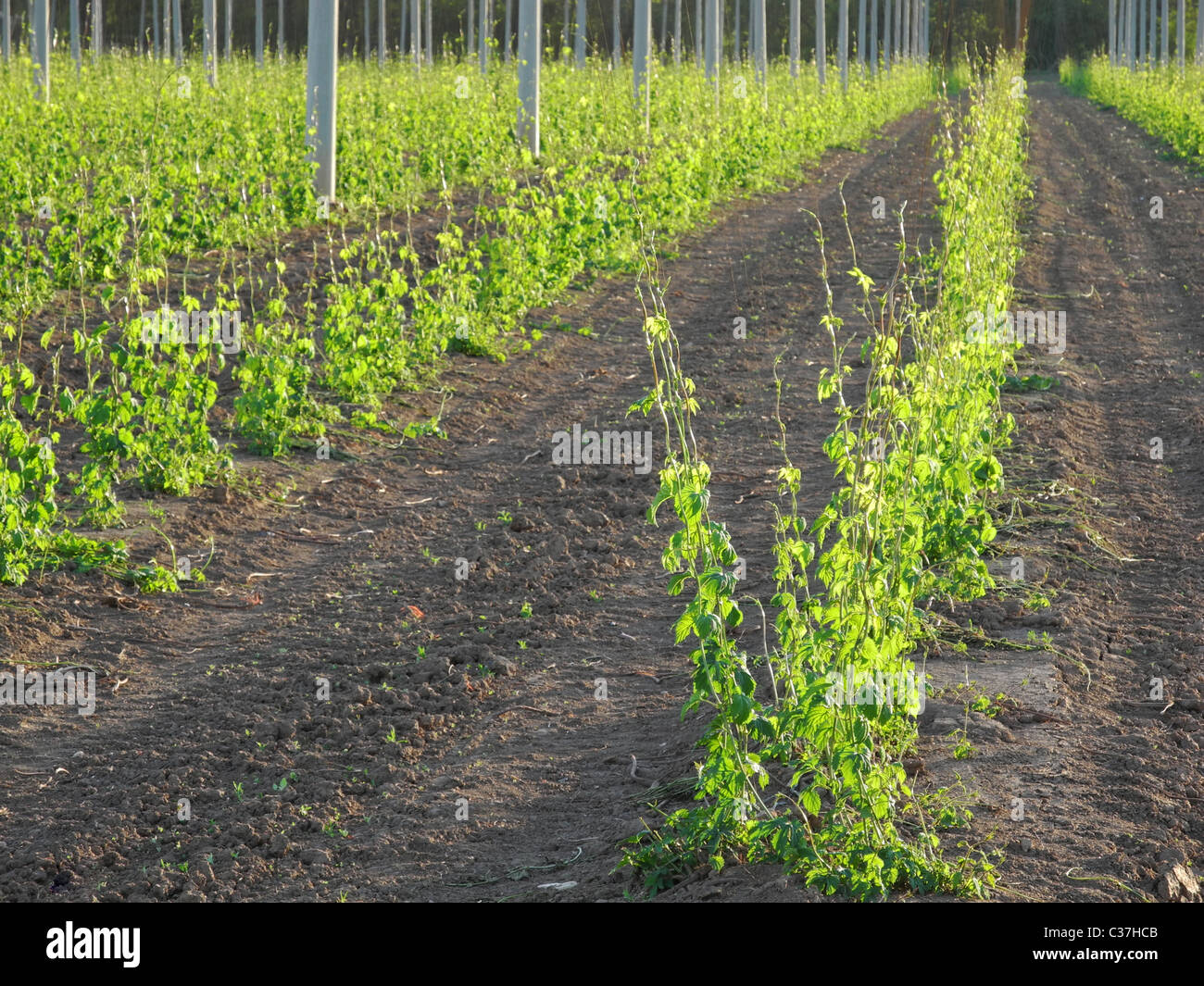 Hop seedlings hi-res stock photography and images - Alamy
