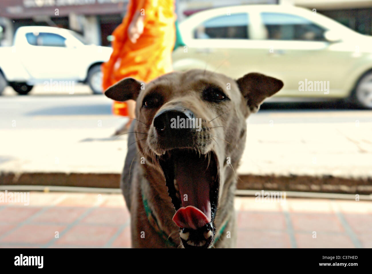 Yawning Temple Dog in Chiang Mai, Thailand Stock Photo - Alamy