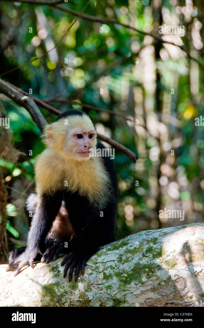 White face Capucin Monkey Manuel Antonio park Costa Rica Stock Photo ...