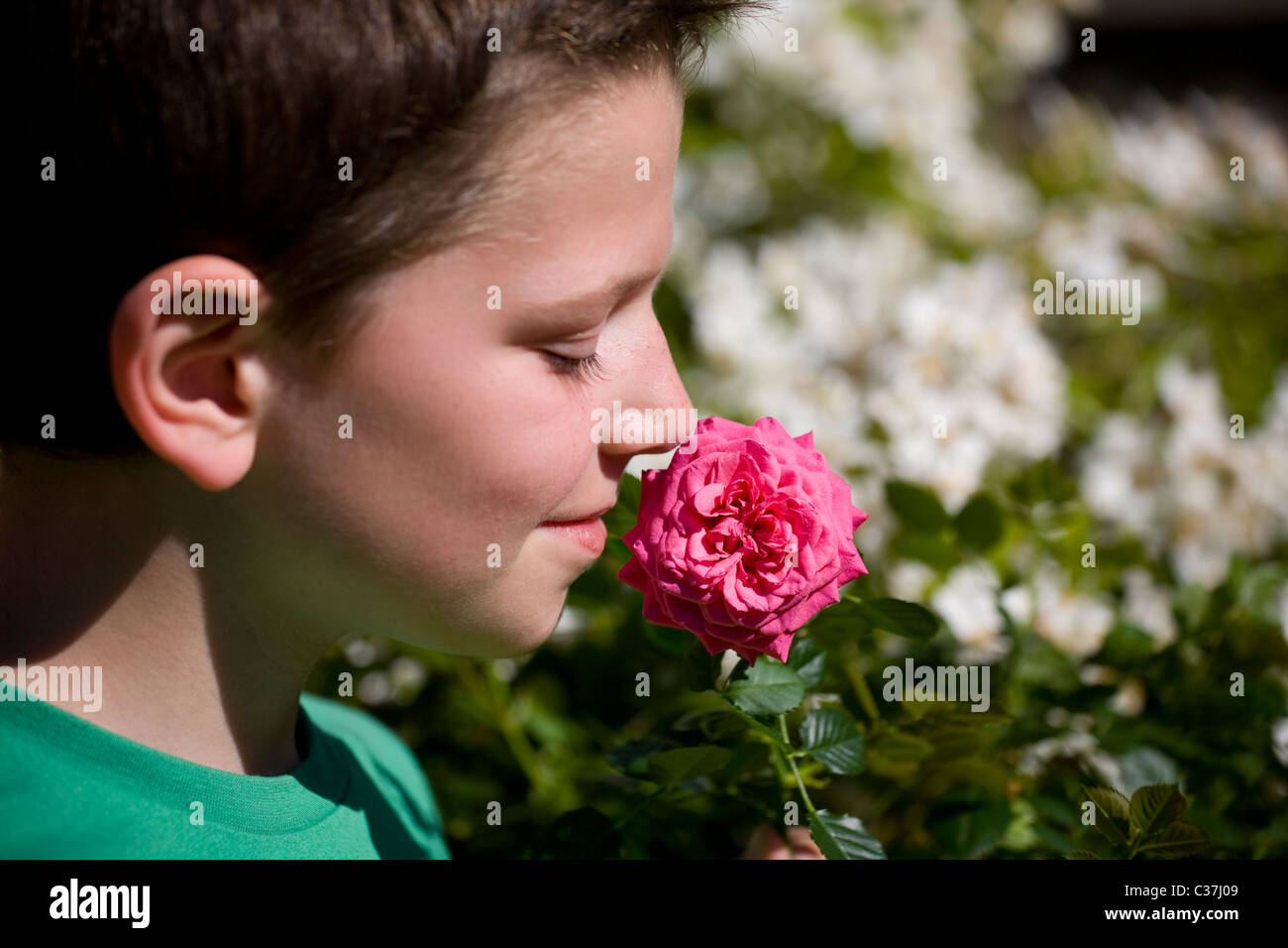 Young boy smelling rose with choisya aztec pearl background Stock Photo ...