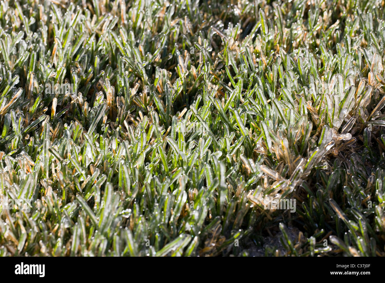 Close-up macro photograph of frost on grass Stock Photo - Alamy