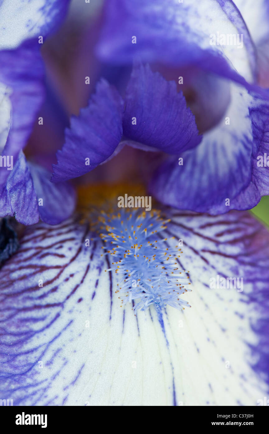 Intermediate Filament High Resolution Stock Photography and Images - Alamy