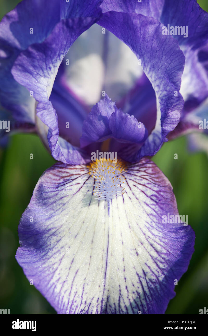 Intermediate bearded iris 'artic fancy' flower Stock Photo - Alamy