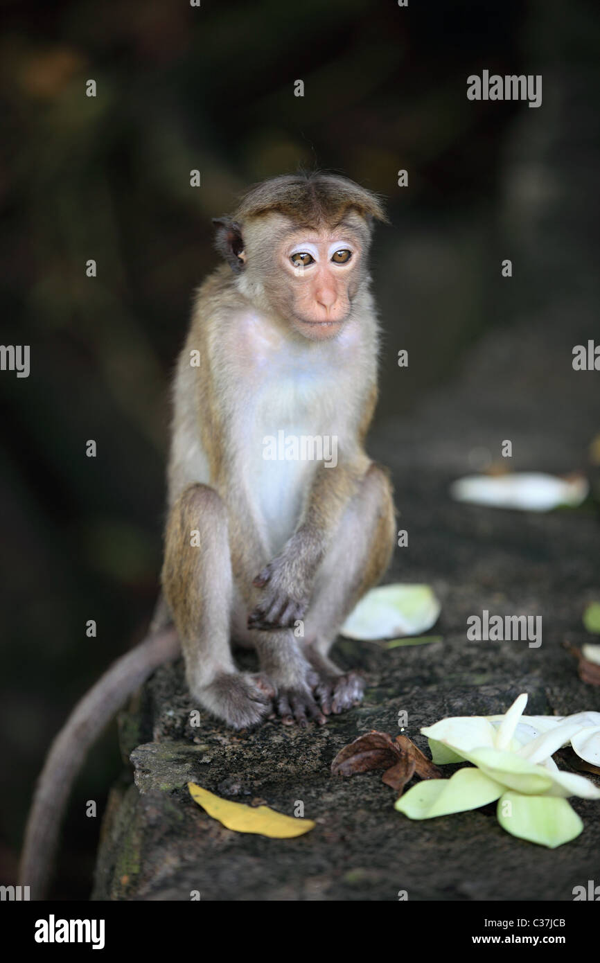 Monkeys at the Dambulla golden temple in Sri Lanka Asia Stock Photo - Alamy