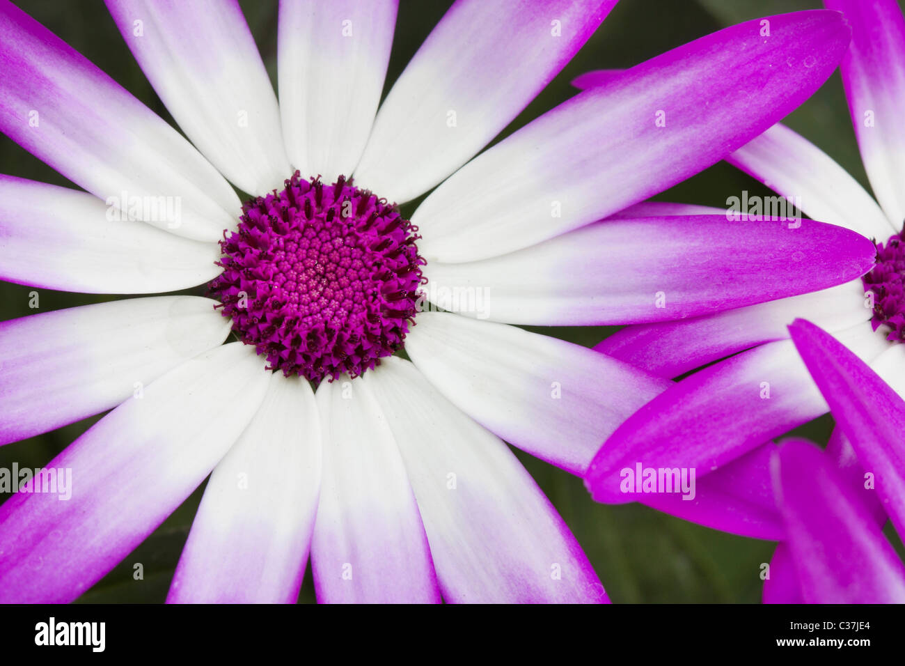 Senetti white hi-res stock photography and images - Alamy