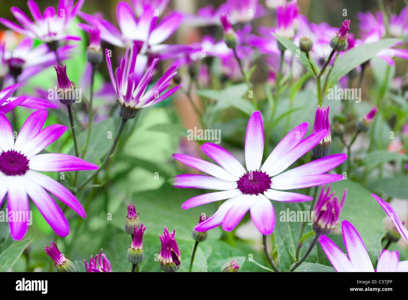 Senetti flowers in a border in a uk garden Stock Photo - Alamy