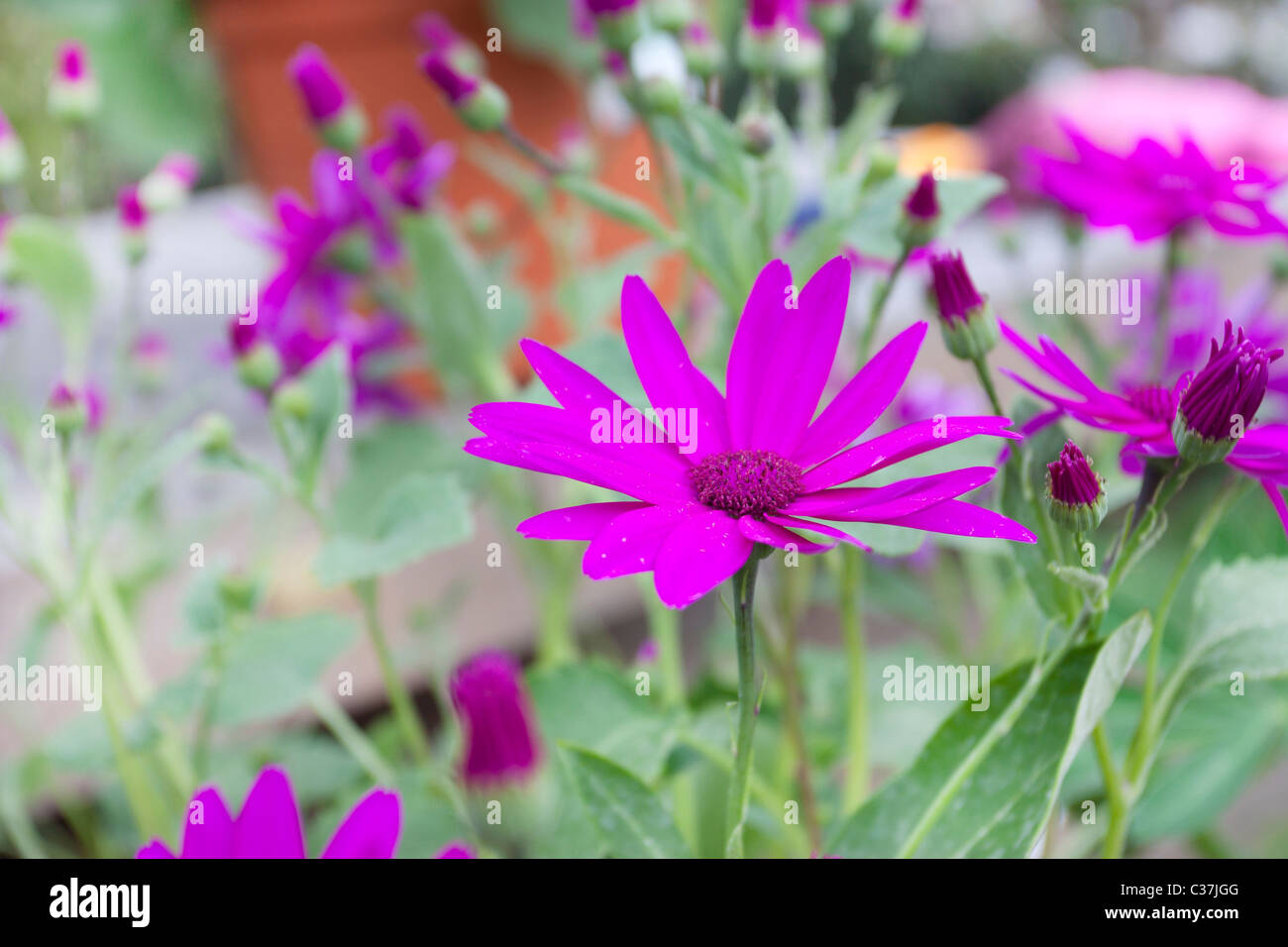 Senetti flowers hi-res stock photography and images - Alamy