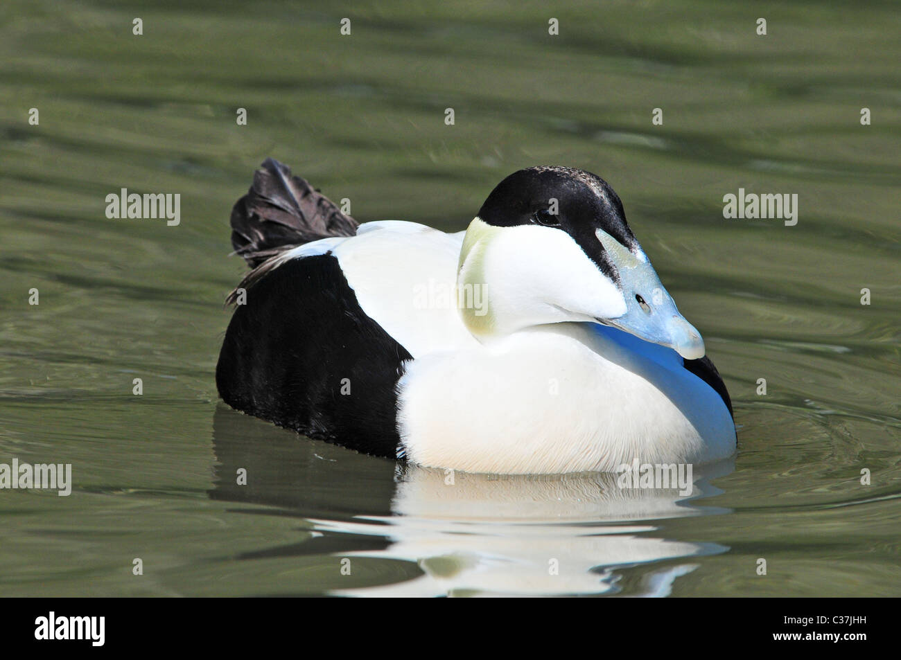 Male eider duck swimming hi-res stock photography and images - Alamy