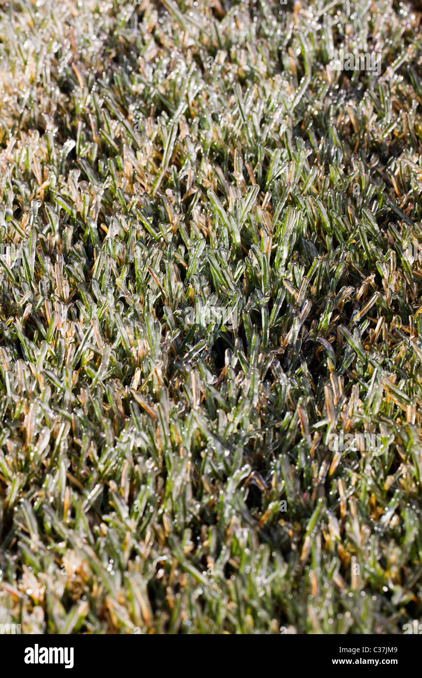 Grass covered with hoar frost hi-res stock photography and images - Alamy