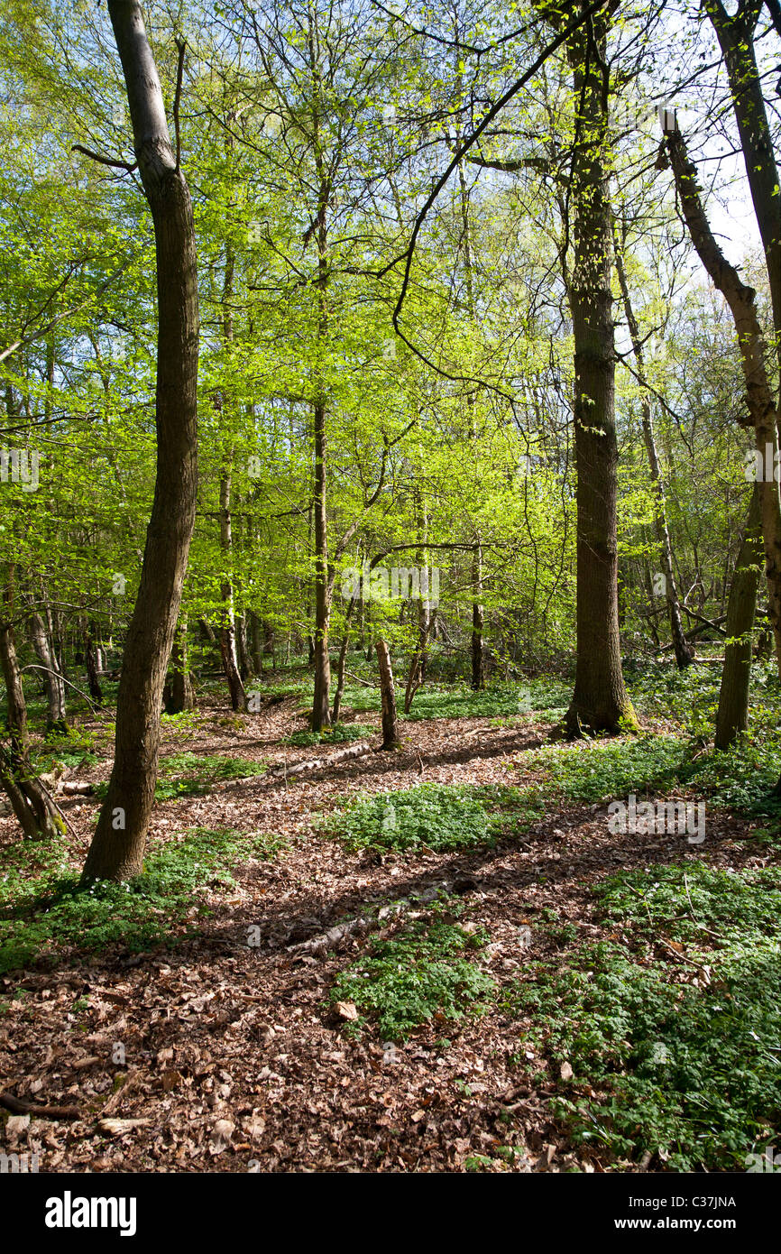 Forest scene in spring Stock Photo - Alamy