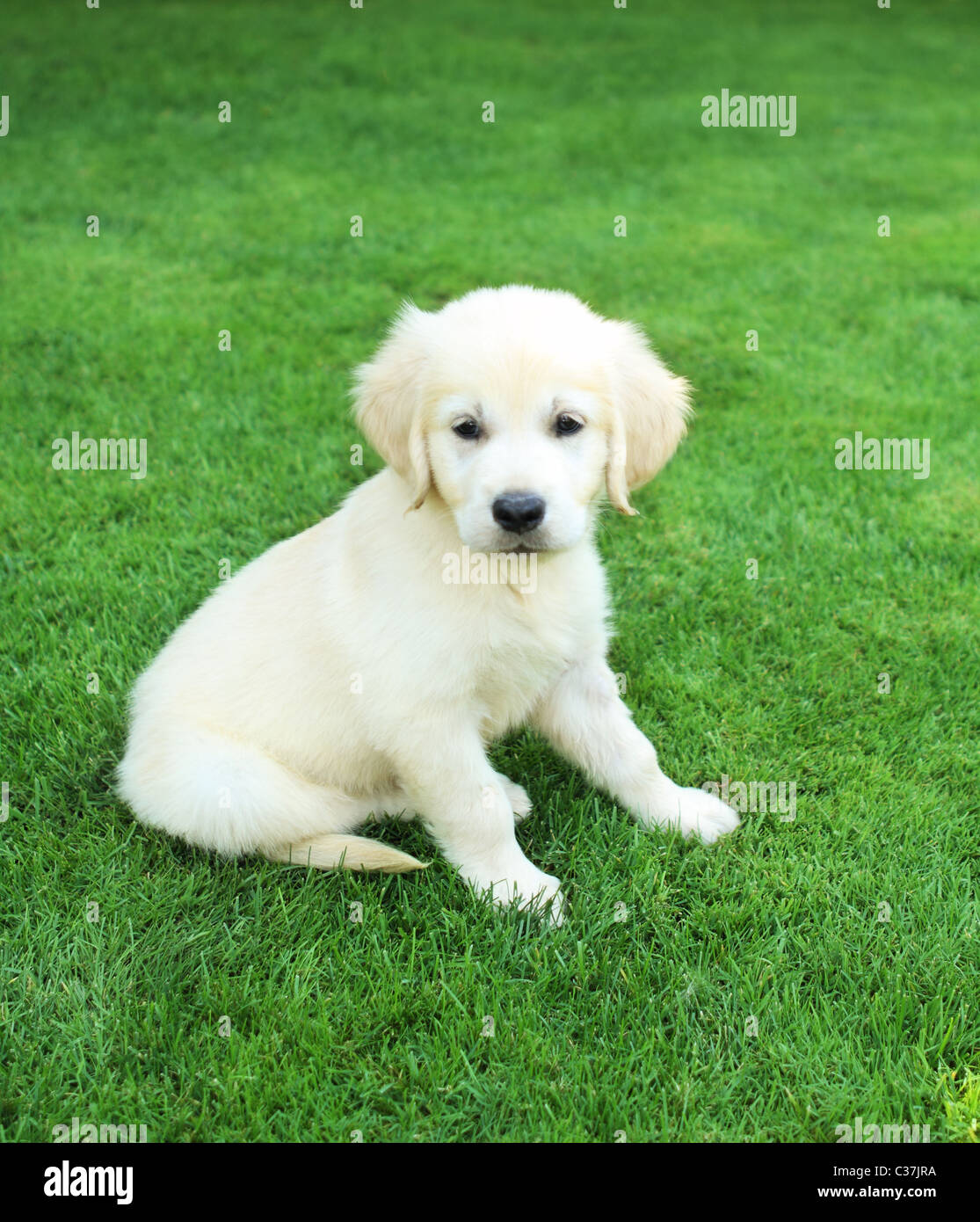Golden retiever labrador puppy on the green grass Stock Photo - Alamy