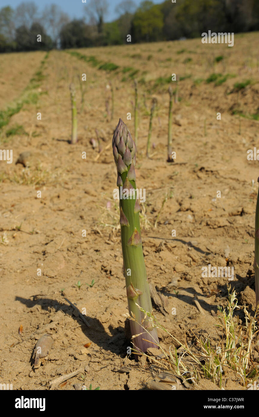 Asparagus field sussex hi-res stock photography and images - Alamy