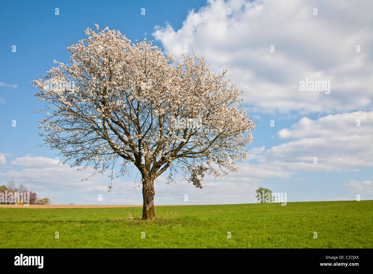 Spring blossom tree hi-res stock photography and images - Alamy