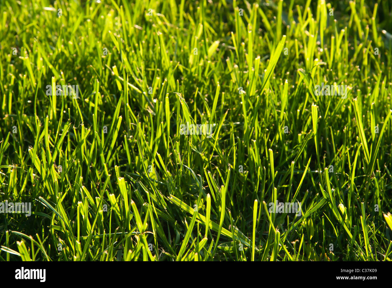 Green grasses, close-up Stock Photo - Alamy