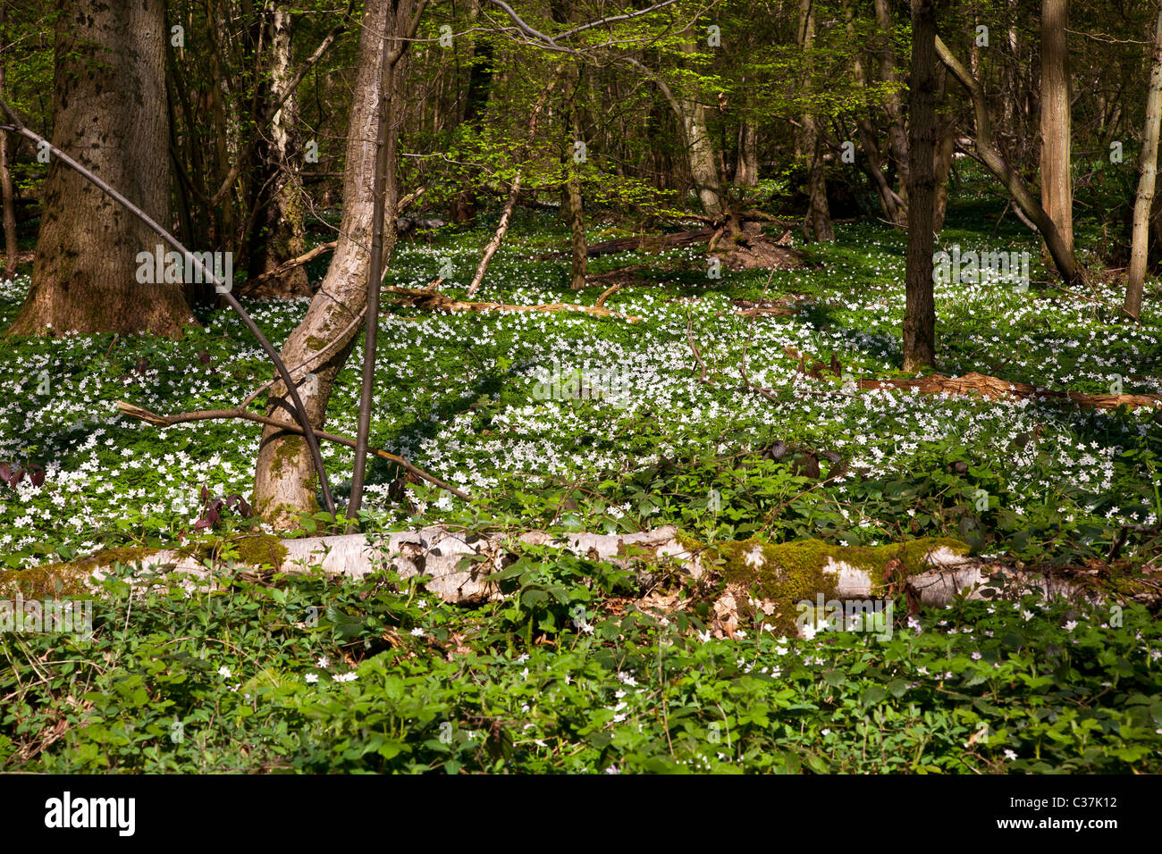 Open woodland glade hi-res stock photography and images - Alamy