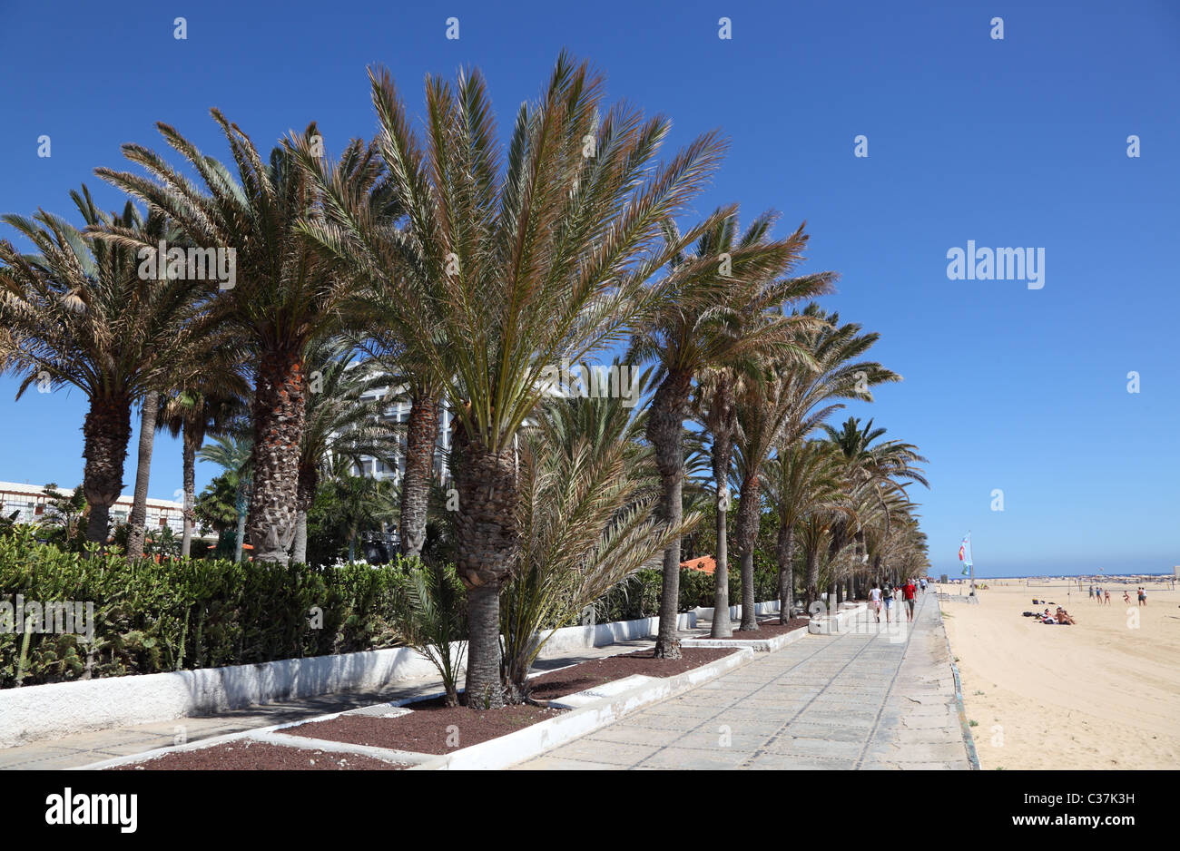 Promenade with palm trees at the beach of Jandia Playa, Canary Island ...