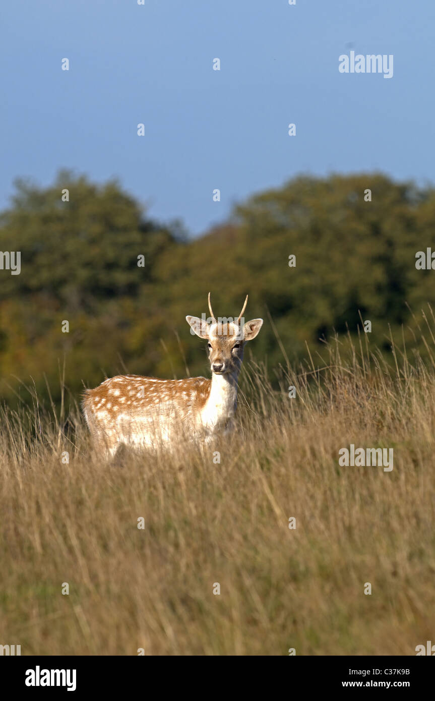 Juvenile buck male fallow deer hi-res stock photography and images - Alamy