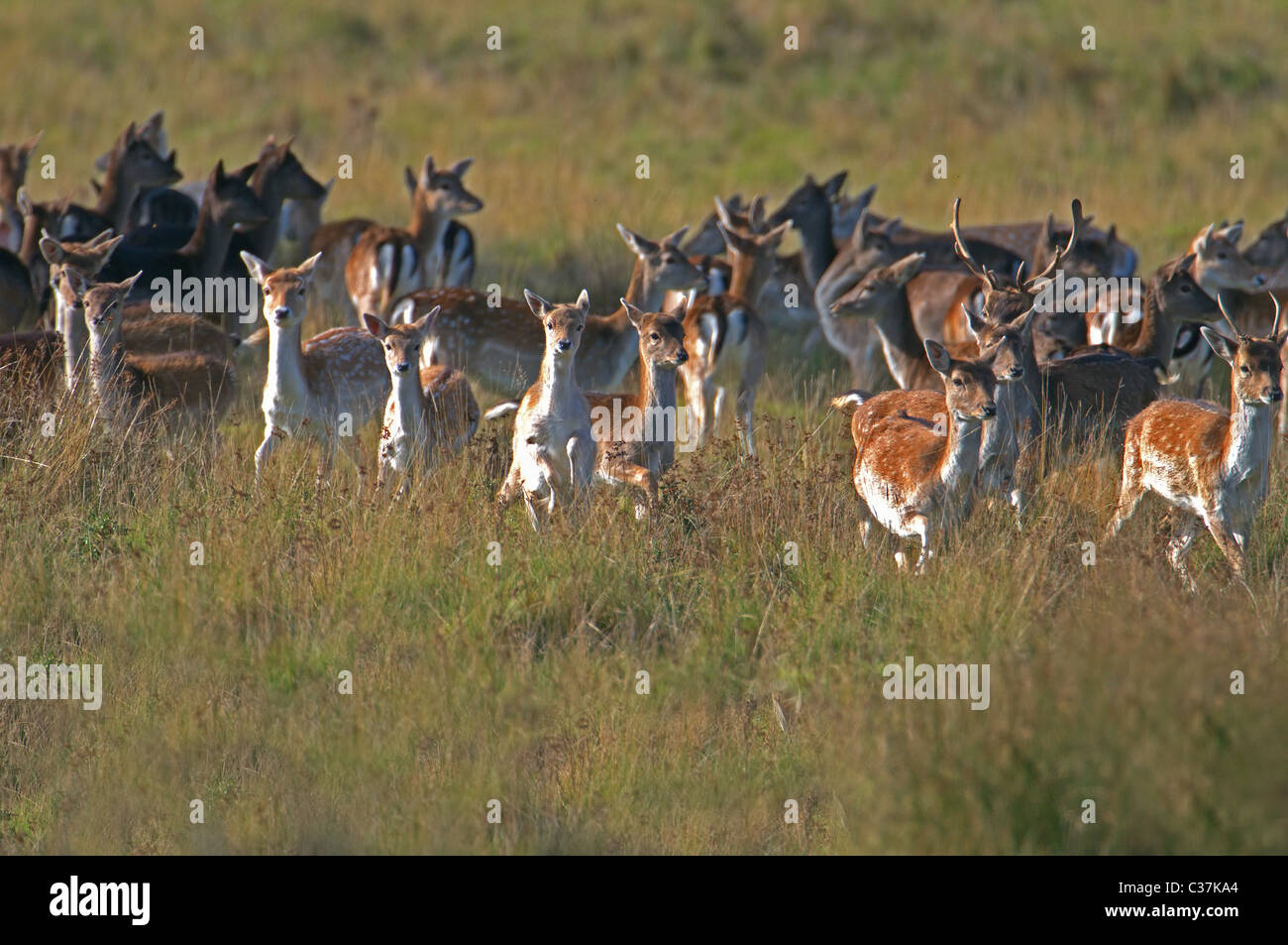 HERD OF FALLOW DEER DAMA DAMA RUNNING Stock Photo - Alamy