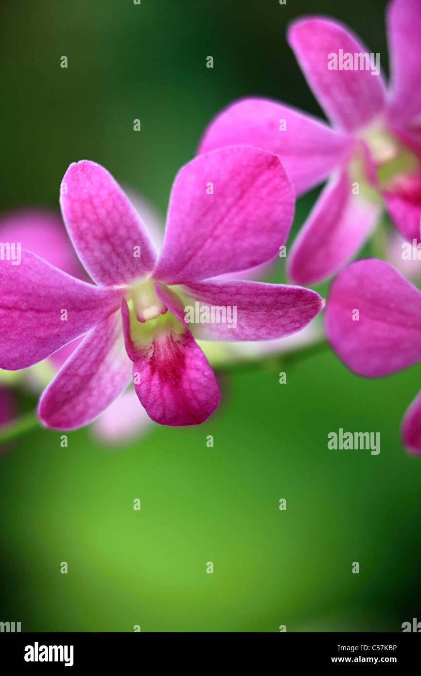 Orchid flower in Sri Lanka Asia Stock Photo - Alamy