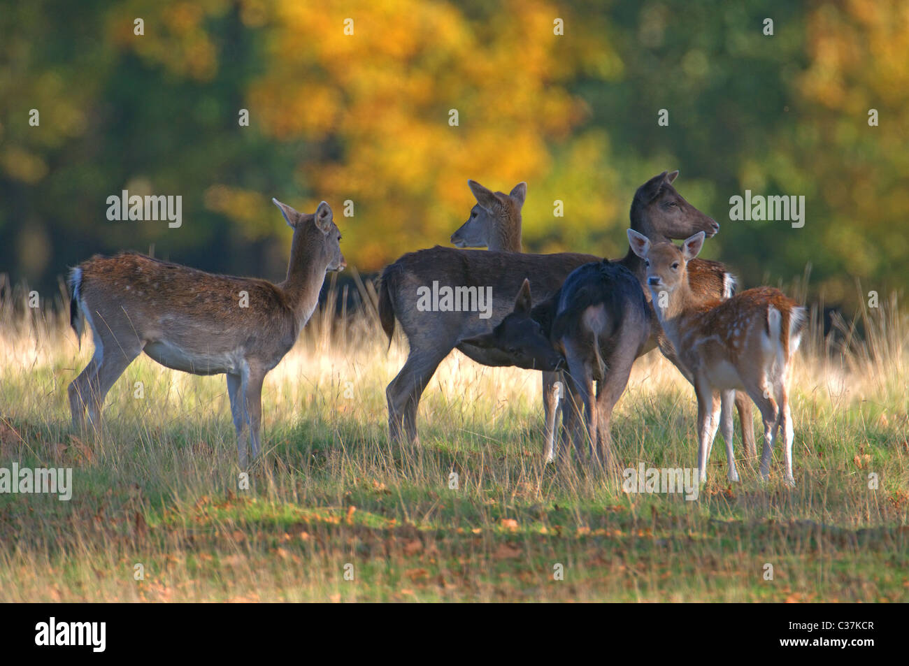 Fallow deer dama family hi-res stock photography and images - Alamy