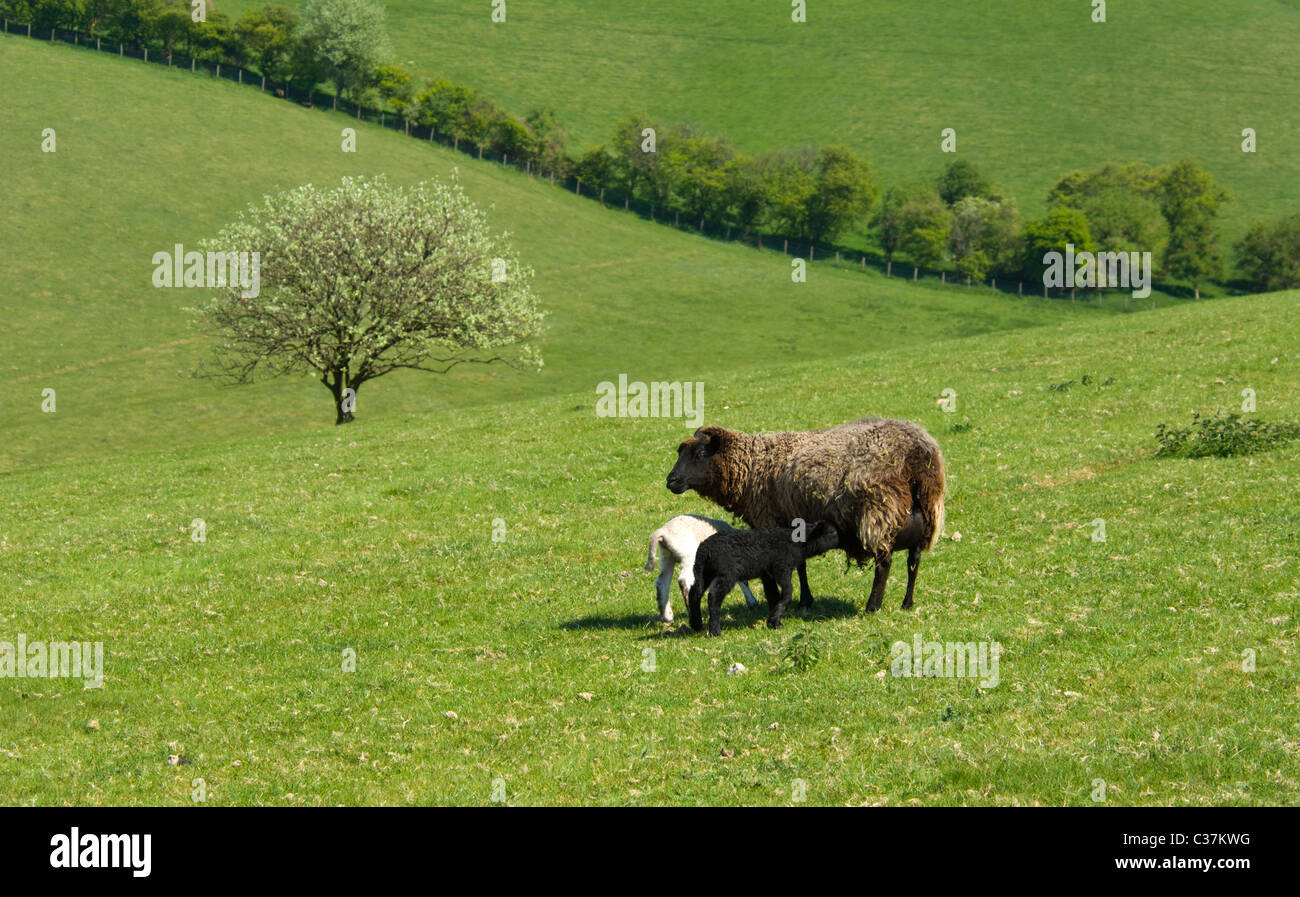 Hampshire sheep hi-res stock photography and images - Alamy