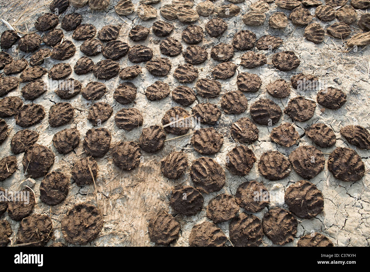 Tiger dung hi-res stock photography and images - Alamy