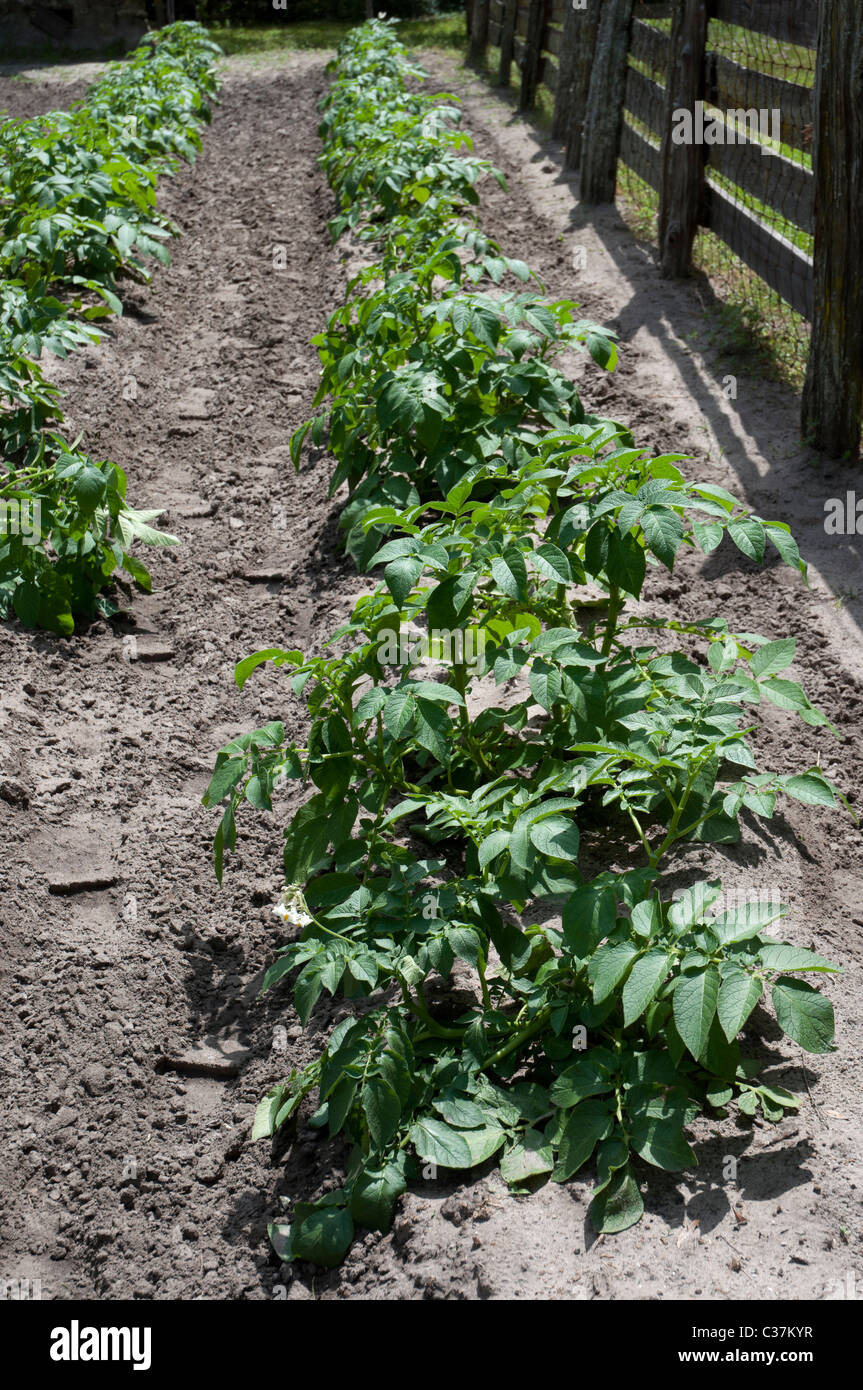 Potato Farms In Florida