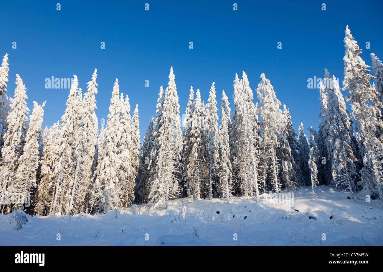 View of snow covered spruce ( Picea Abies ) trees in the taiga forest , Finland Stock Photo - Alamy