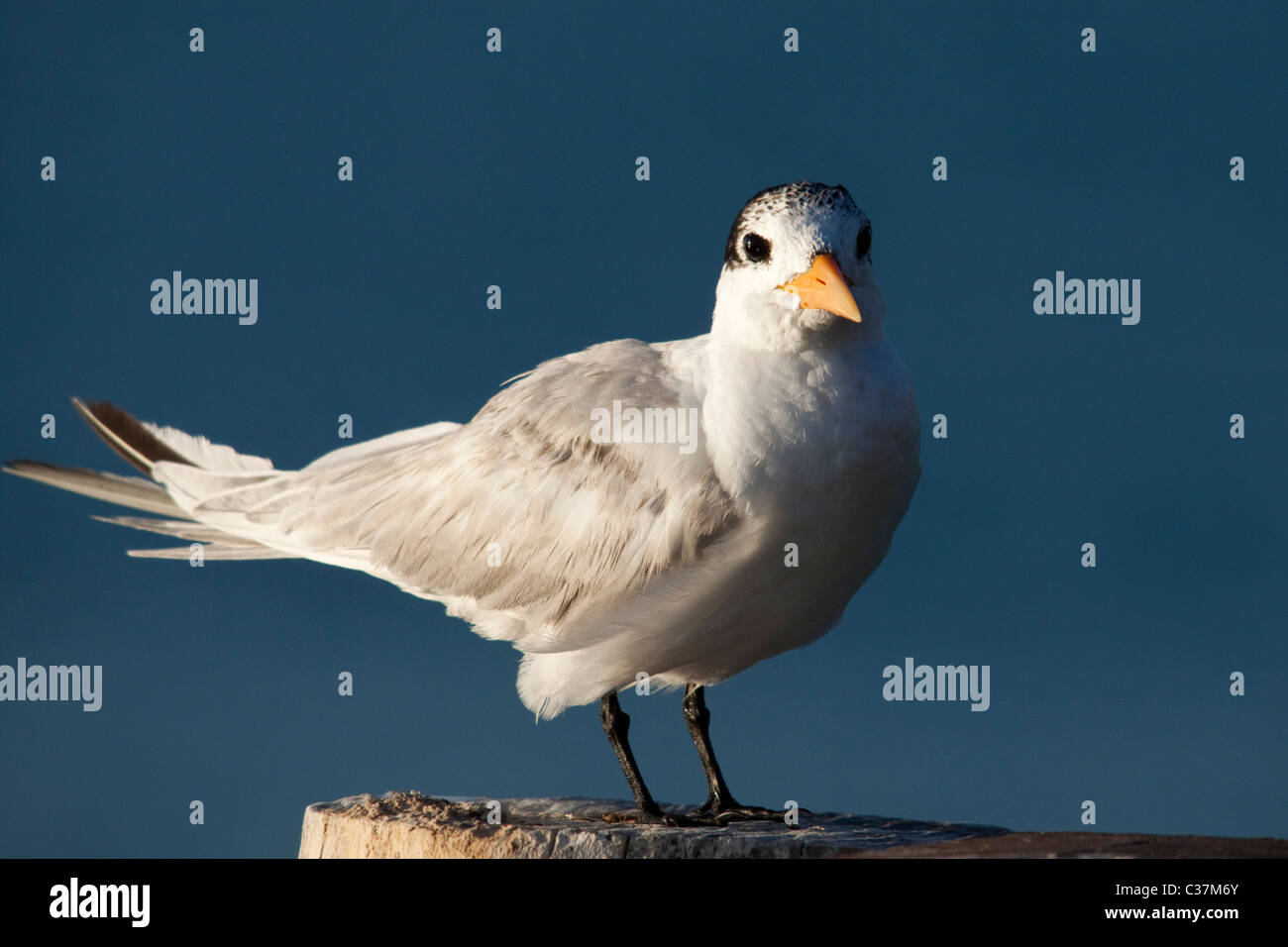 Seagull, Zanzibar, East Africa Stock Photo - Alamy