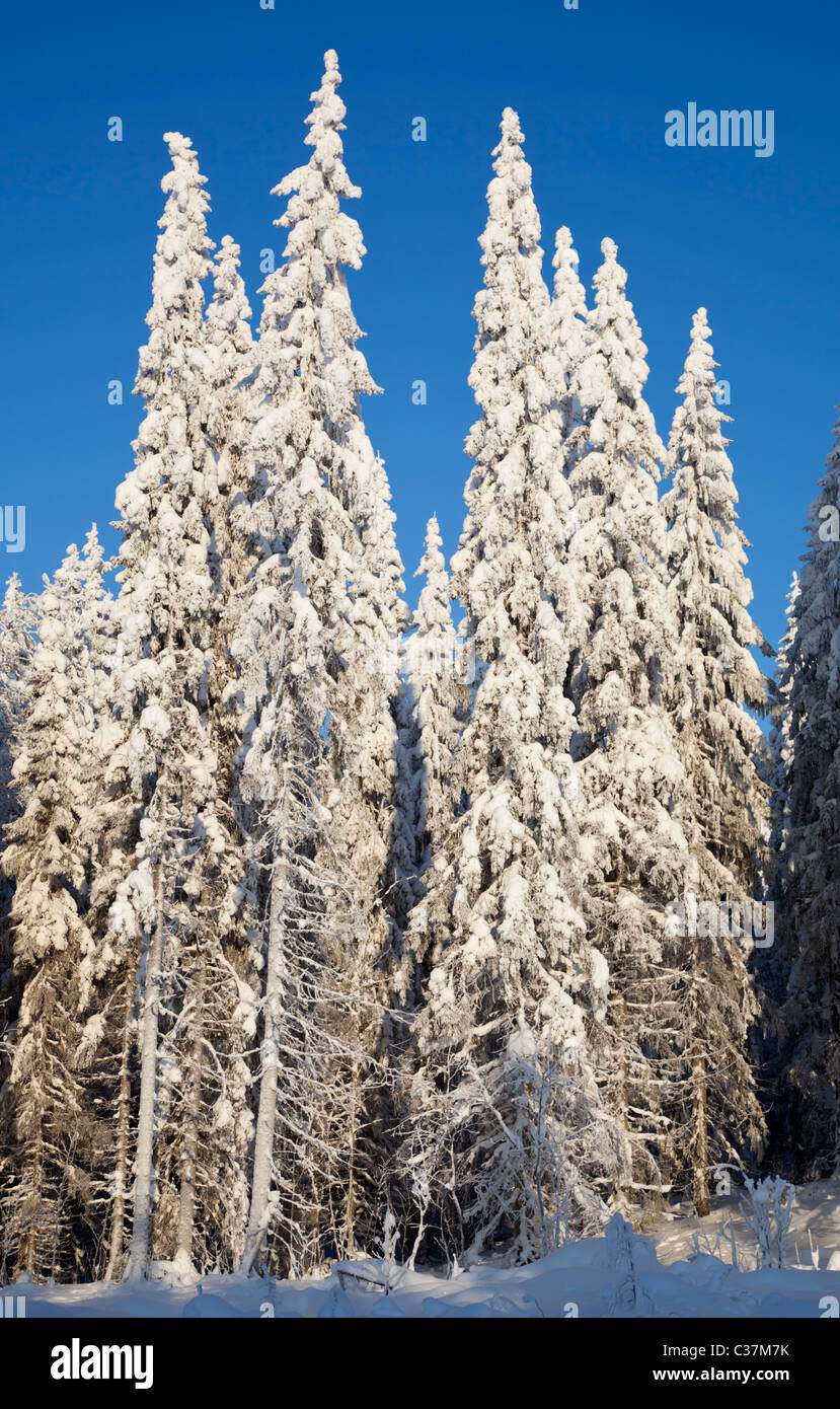 View of snow covered spruce ( Picea Abies ) trees in the taiga forest , Finland Stock Photo - Alamy