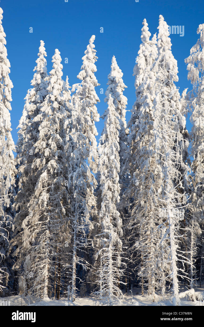 View of snow covered spruce ( Picea Abies ) trees in the taiga forest , Finland Stock Photo - Alamy