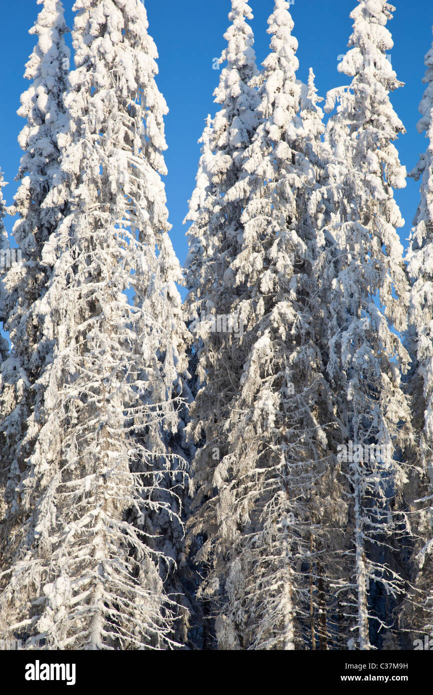 View of snow covered spruce ( Picea Abies ) trees in the taiga forest , Finland Stock Photo - Alamy