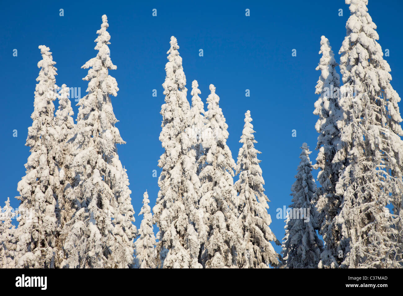 Norway spruce picea abies snow hi-res stock photography and images - Alamy