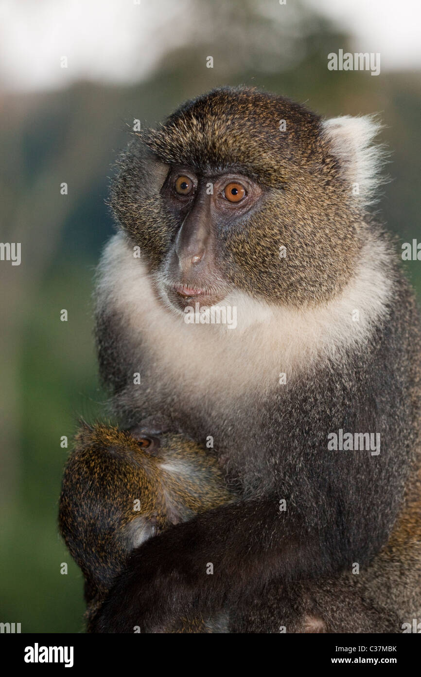 Sykes monkey cercopithecus mitis hi-res stock photography and images ...
