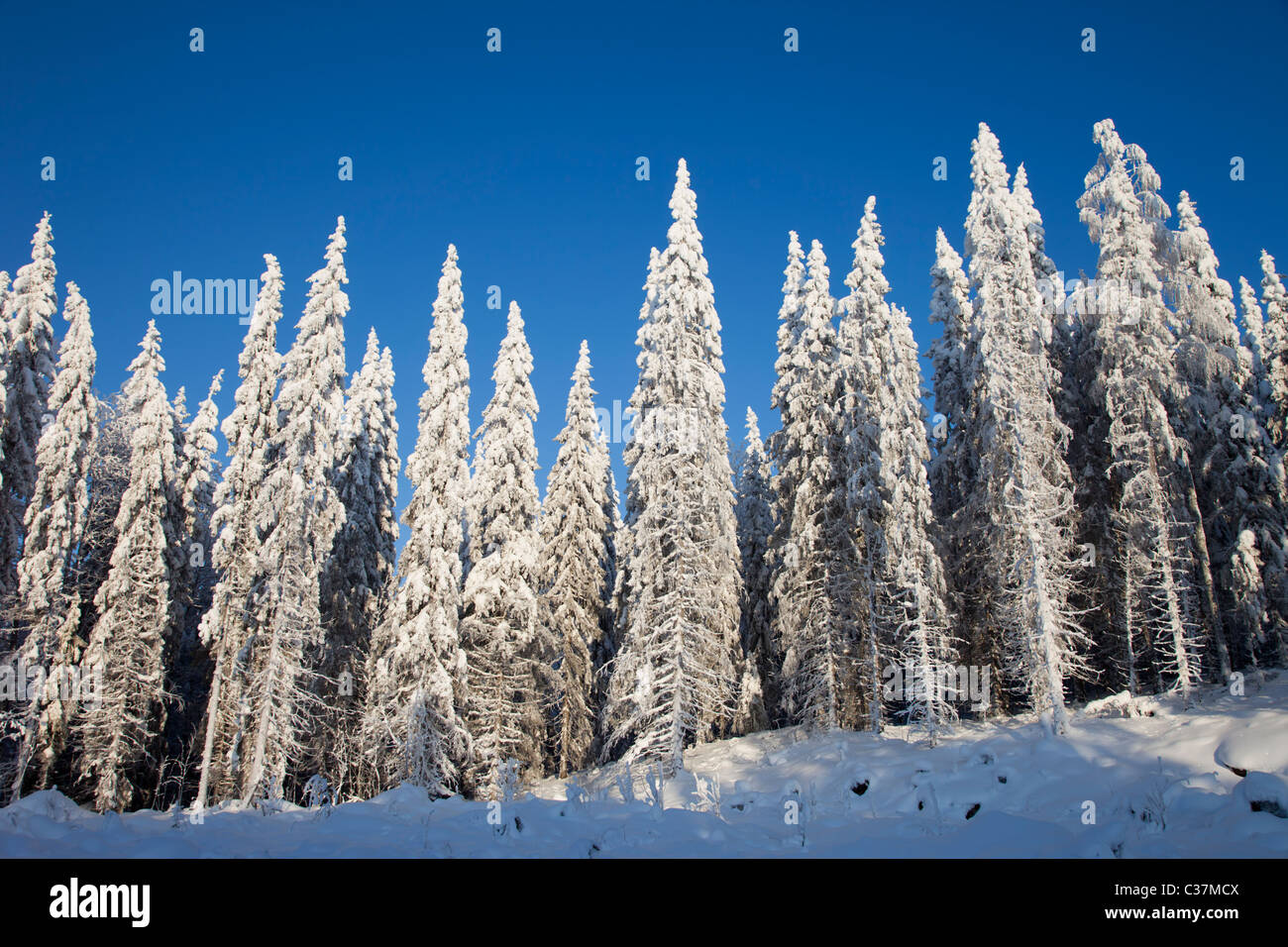 Overwintering evergreen spruces hi-res stock photography and images - Alamy