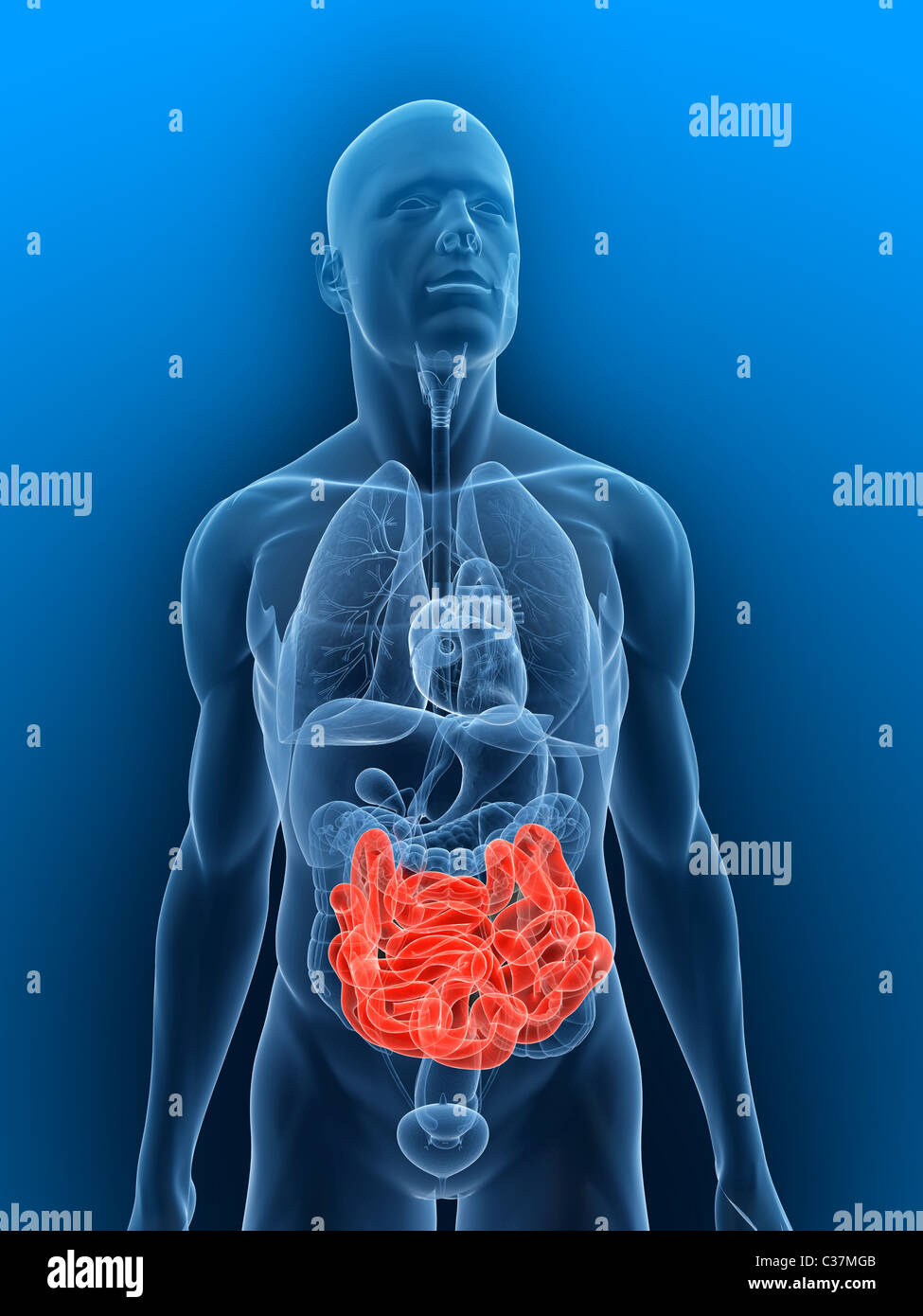 Stomach and small intestines hi-res stock photography and images - Alamy