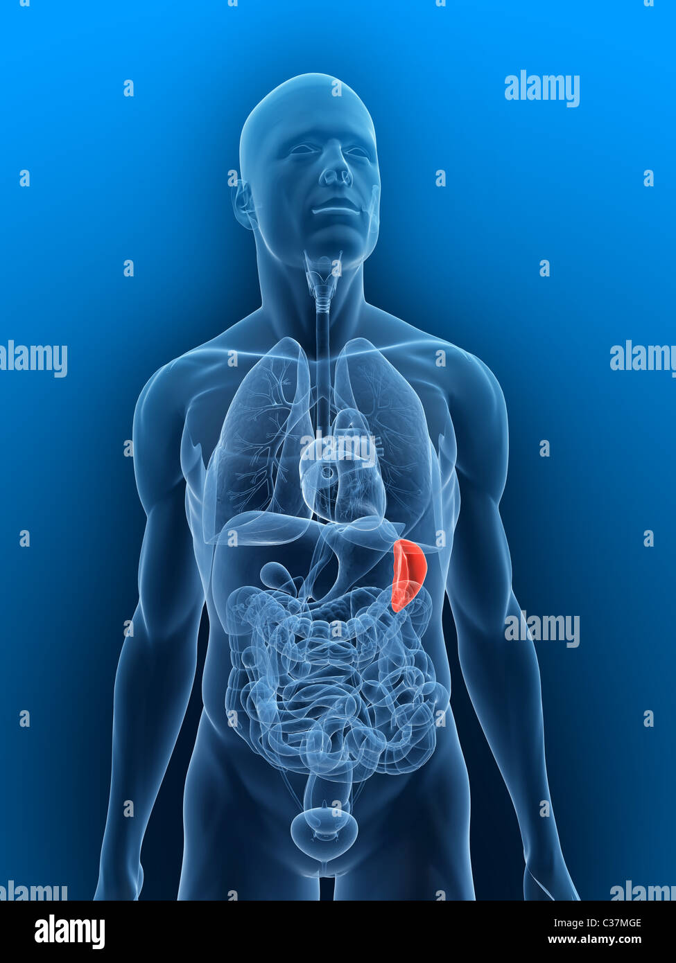 Human spleen hi-res stock photography and images - Alamy